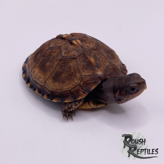 Eastern Box Turtle by Roush Reptiles