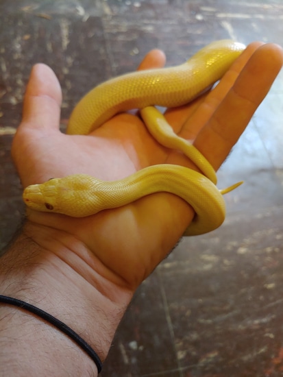 Pearl Green Burmese Python by Roy's Reptiles