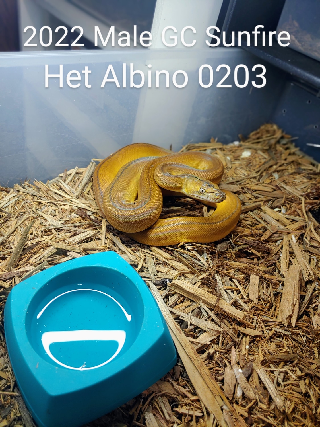 Goldenchild Sunfire Het Albino Reticulated Python by Roy's Reptiles ...