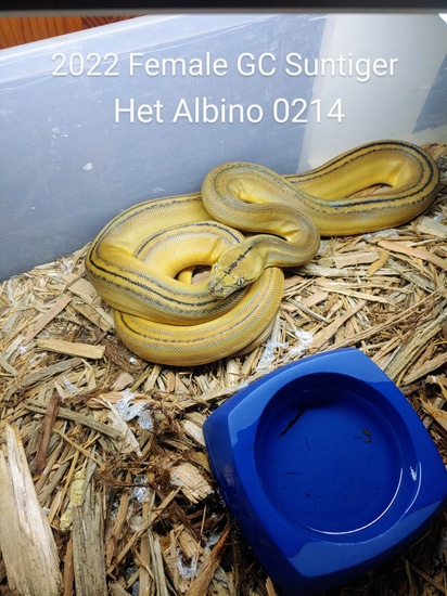 Goldenchild Suntiger Het Albino Reticulated Python by Roy's Reptiles