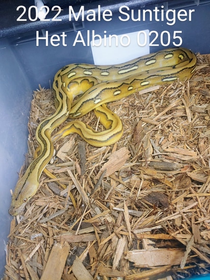 Suntiger Het Albino Reticulated Python by Roy's Reptiles