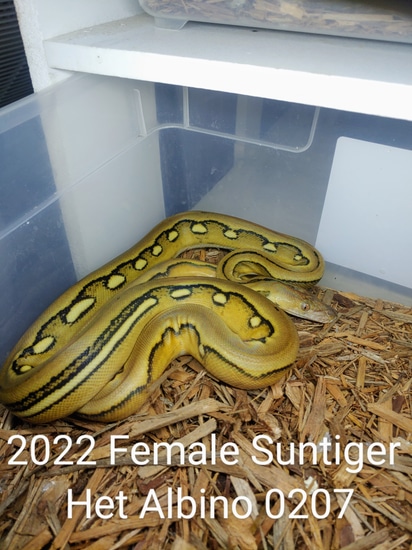 Suntiger Het Albino Reticulated Python by Roy's Reptiles