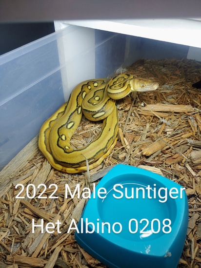 Suntiger Het Albino Reticulated Python by Roy's Reptiles