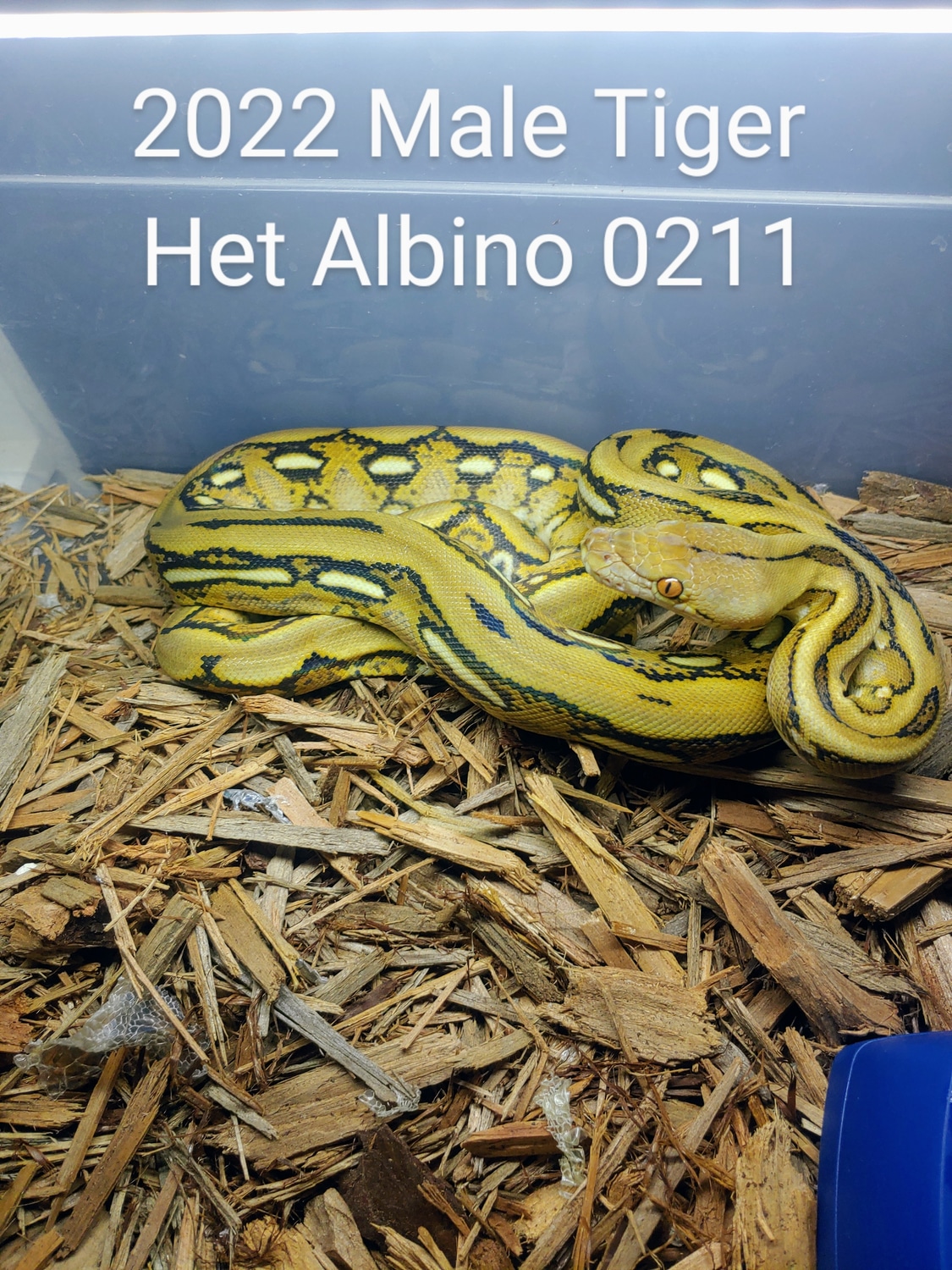 Tiger Het Albino Reticulated Python by Roy's Reptiles - MorphMarket