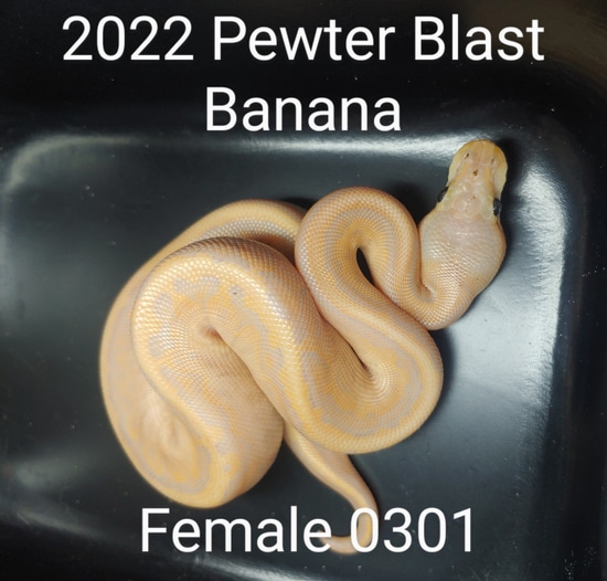 Free Shipping!! Pewter Blast Banana Ball Python by Roy's Reptiles