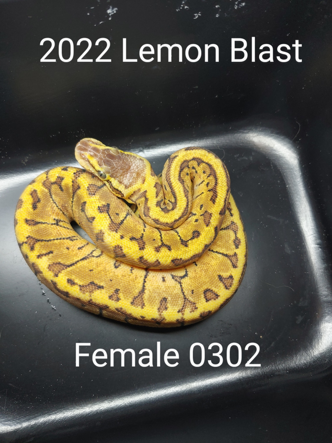 Lemon Blast Ball Python by Roy's Reptiles - MorphMarket