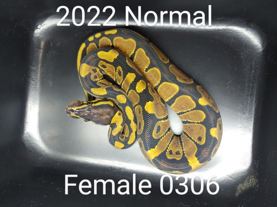 Normal Ball Python by Roy's Reptiles