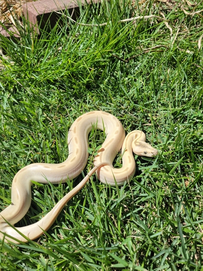 Hypo Green 66% Het Albino Burmese Python by Roy's Reptiles