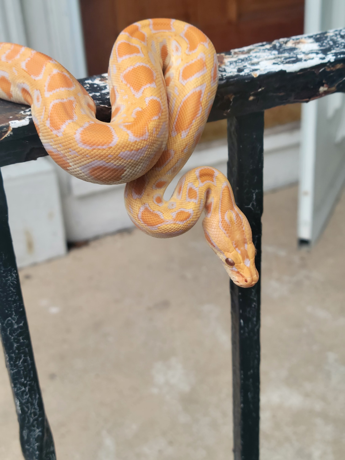 Albino Het Green Burmese Python by Roy's Reptiles - MorphMarket
