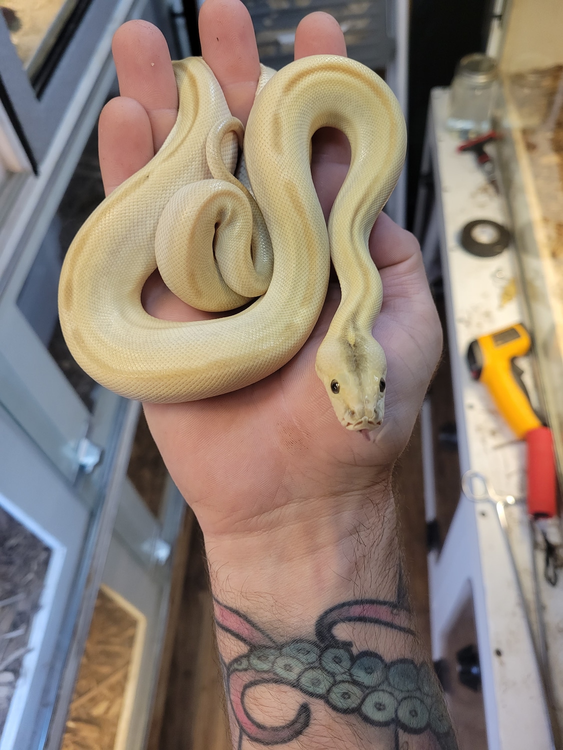 Hypo Green 66% Het Albino Burmese Python by Roy's Reptiles - MorphMarket