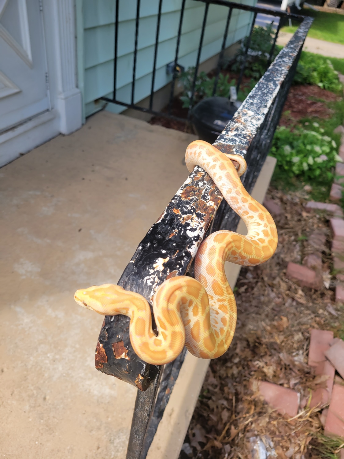 Pearl Het Green Burmese Python by Roy's Reptiles - MorphMarket