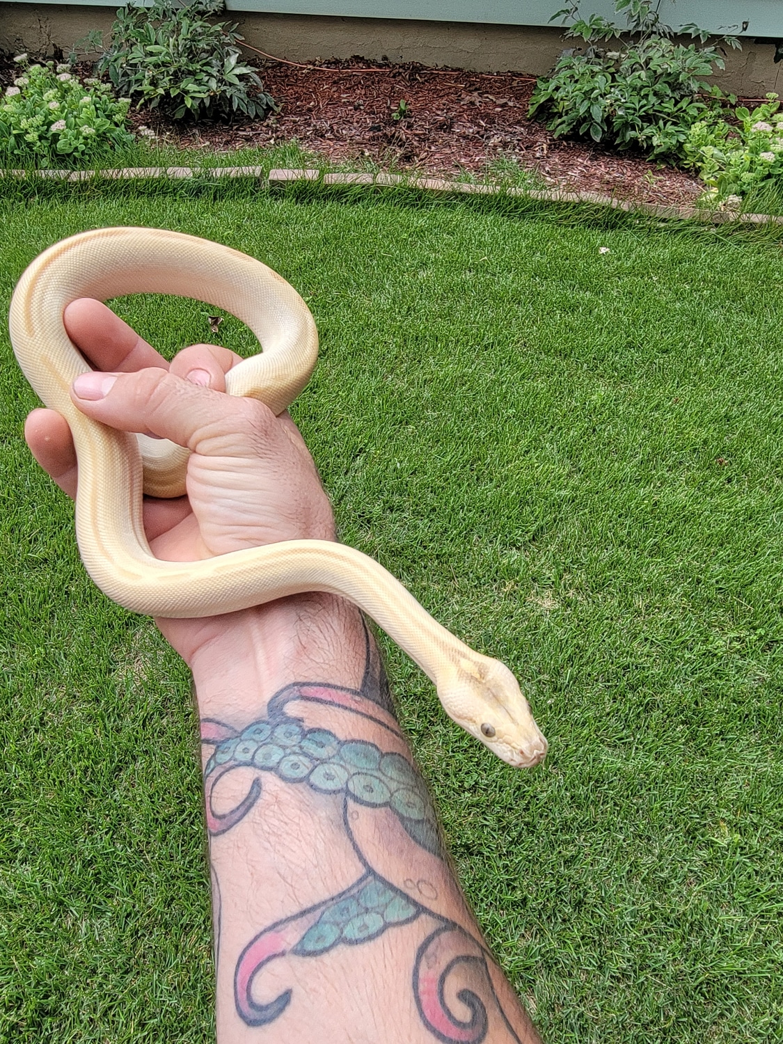 Hypo Green 66% Het Albino Burmese Python by Roy's Reptiles - MorphMarket