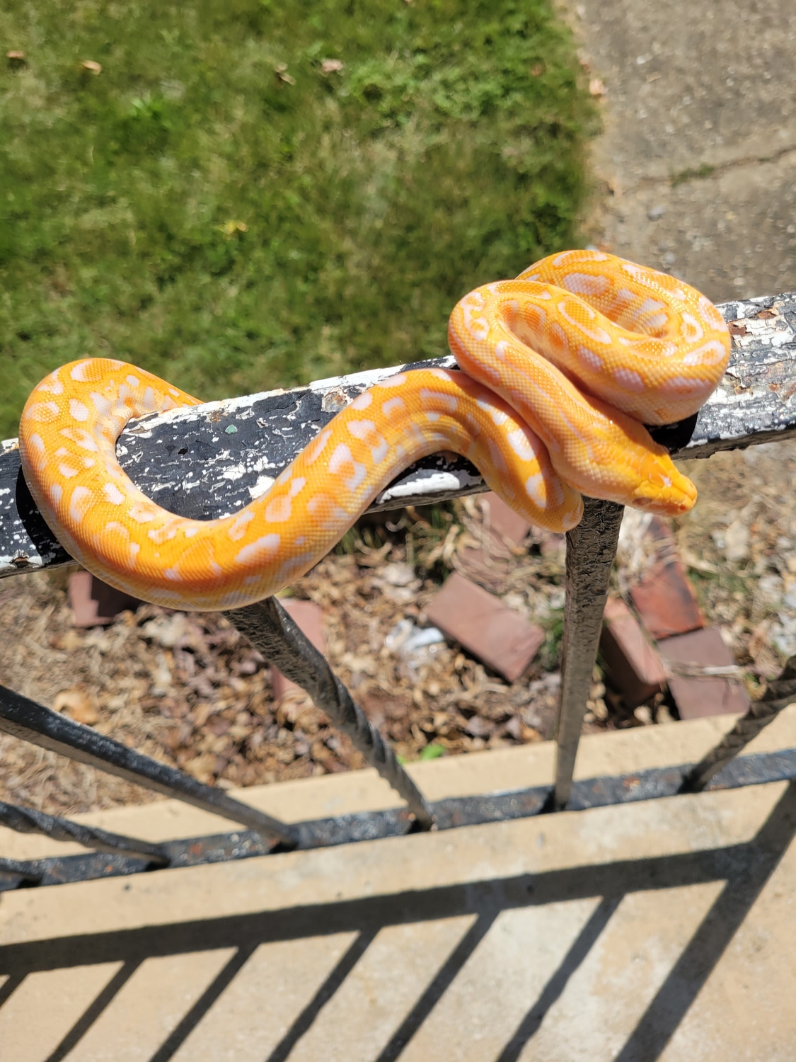 Albino Het Granite Pos Het Pied Burmese Python by Roy's Reptiles ...