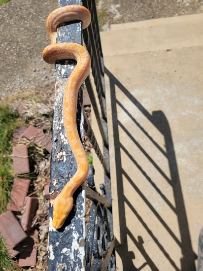 Albino Het Granite Pos Het Pied Burmese Python by Roy's Reptiles
