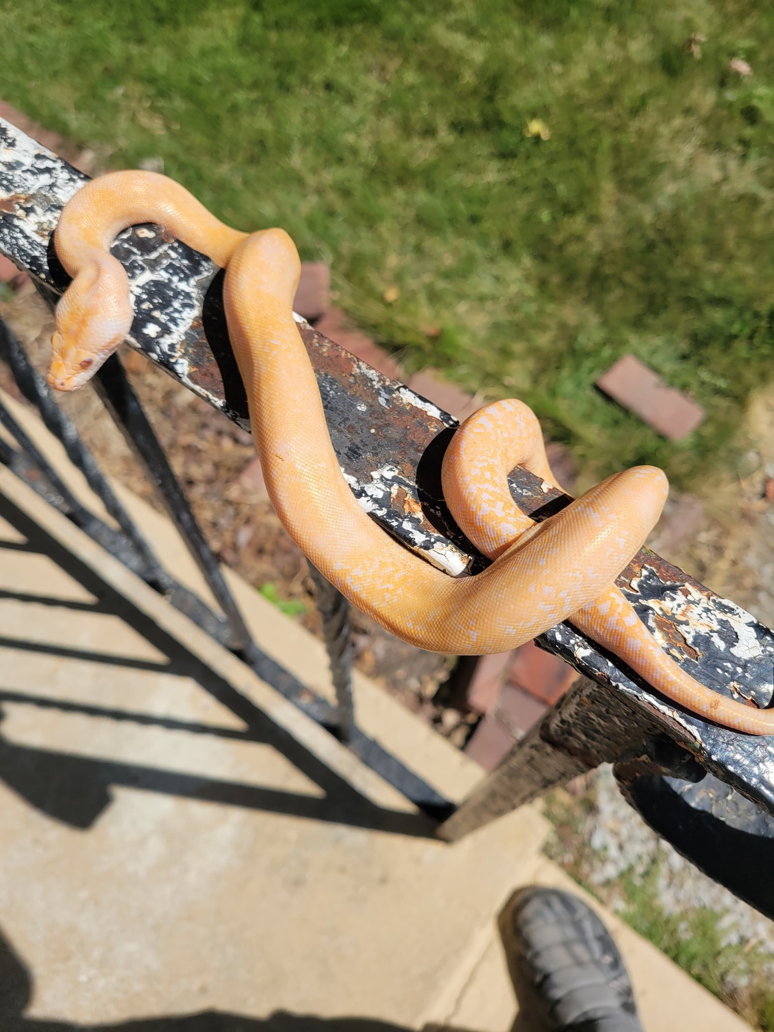 Albino Granite Pos Het Pied Burmese Python by Roy's Reptiles - MorphMarket