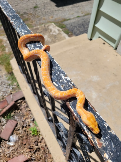 Albino Het Granite Pos Het Pied Burmese Python by Roy's Reptiles