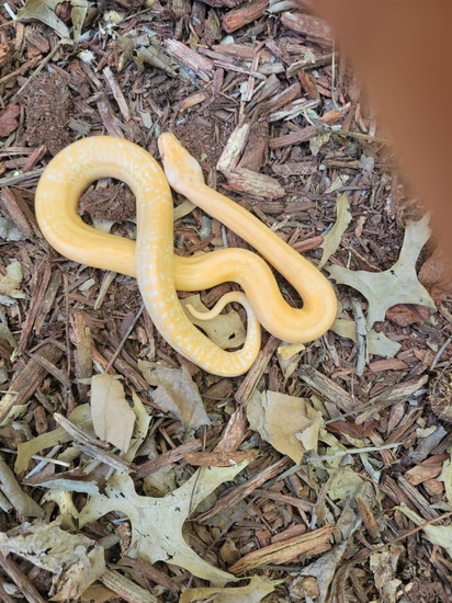 Albino Granite Pos Het Pied Burmese Python by Roy's Reptiles