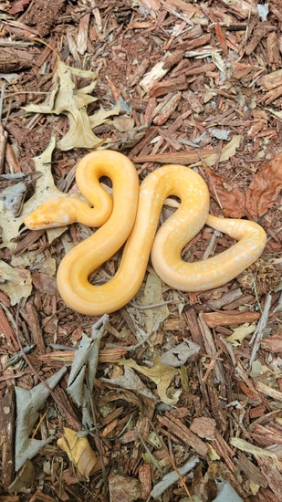 Albino Granite Pos Het Pied Burmese Python by Roy's Reptiles