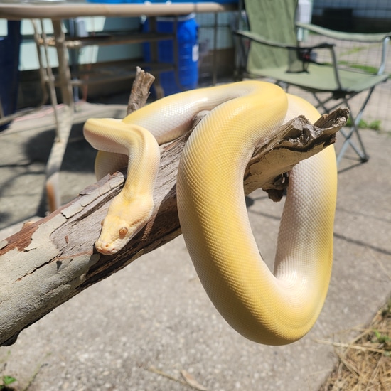 Pearl Green Burmese Python by Roy's Reptiles