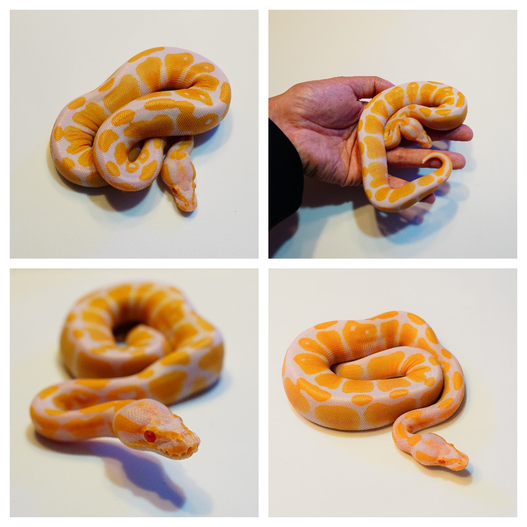 Albino High Contrast Ball Python by JRP Reptiles - MorphMarket
