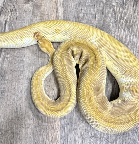 Lesser Clown RTB Ball Python by JRReptiles