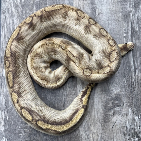 Champagne Ball Python by JRReptiles