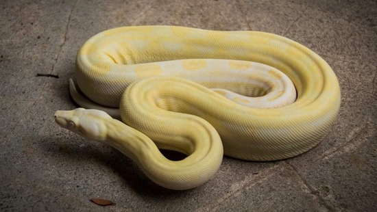 Albino Motley (One Bug-eye) Boa Constrictor by Boa Bonanza