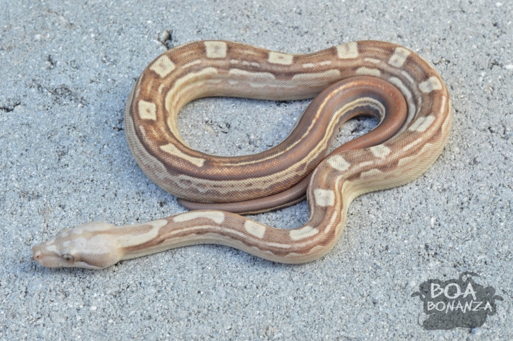 VPI Aztec Motley Boa Constrictor by Boa Bonanza - MorphMarket