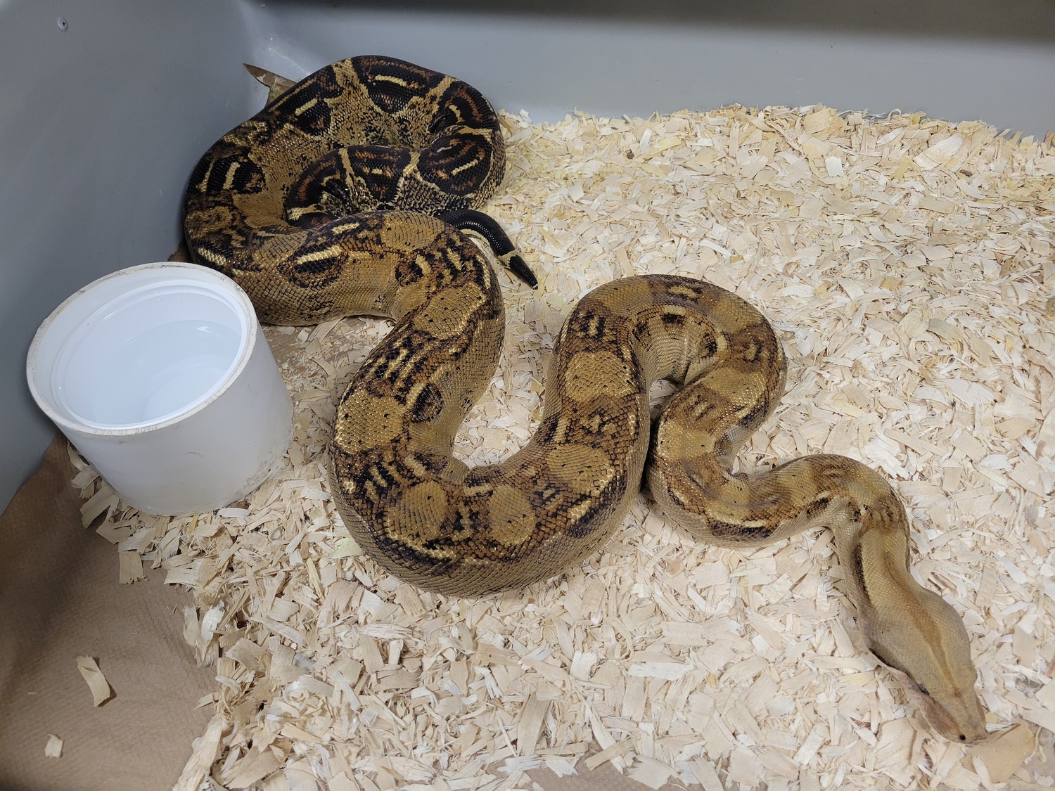 Proven Breeder Aztec Het VPI Boa Constrictor by Boa Bonanza - MorphMarket