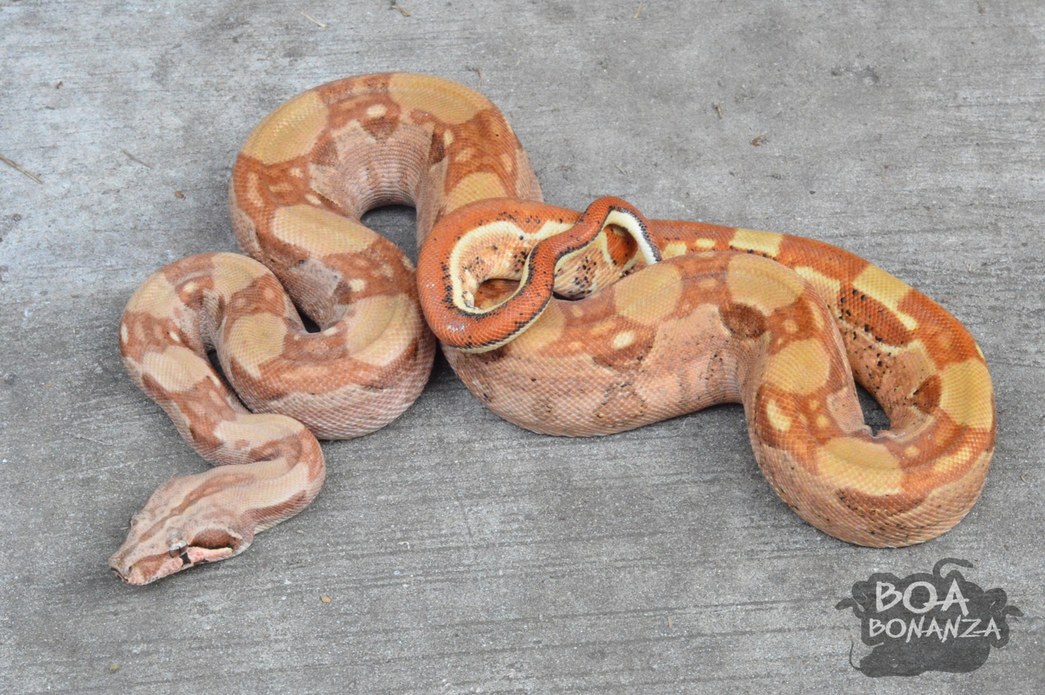 Hypo Harlequin Aztec Het Paradise Boa Constrictor by Boa Bonanza ...