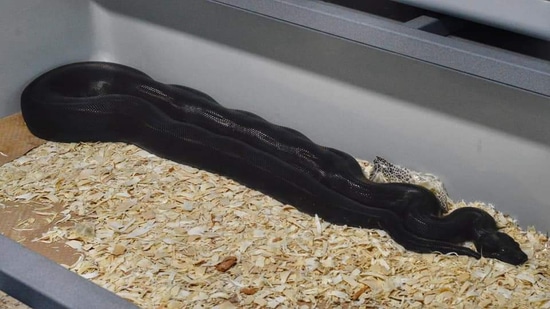 Black Devil Boa Constrictor by Boa Bonanza