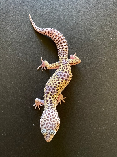 Snow Het Raptor Het Murphy Patternless Leopard Gecko by Jr Reptiles And ...