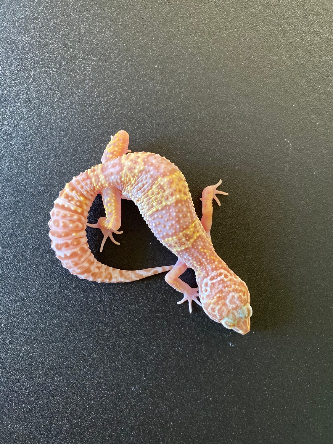 Aptor Het Murphy Patternless Leopard Gecko by Jr Reptiles And Exotics ...