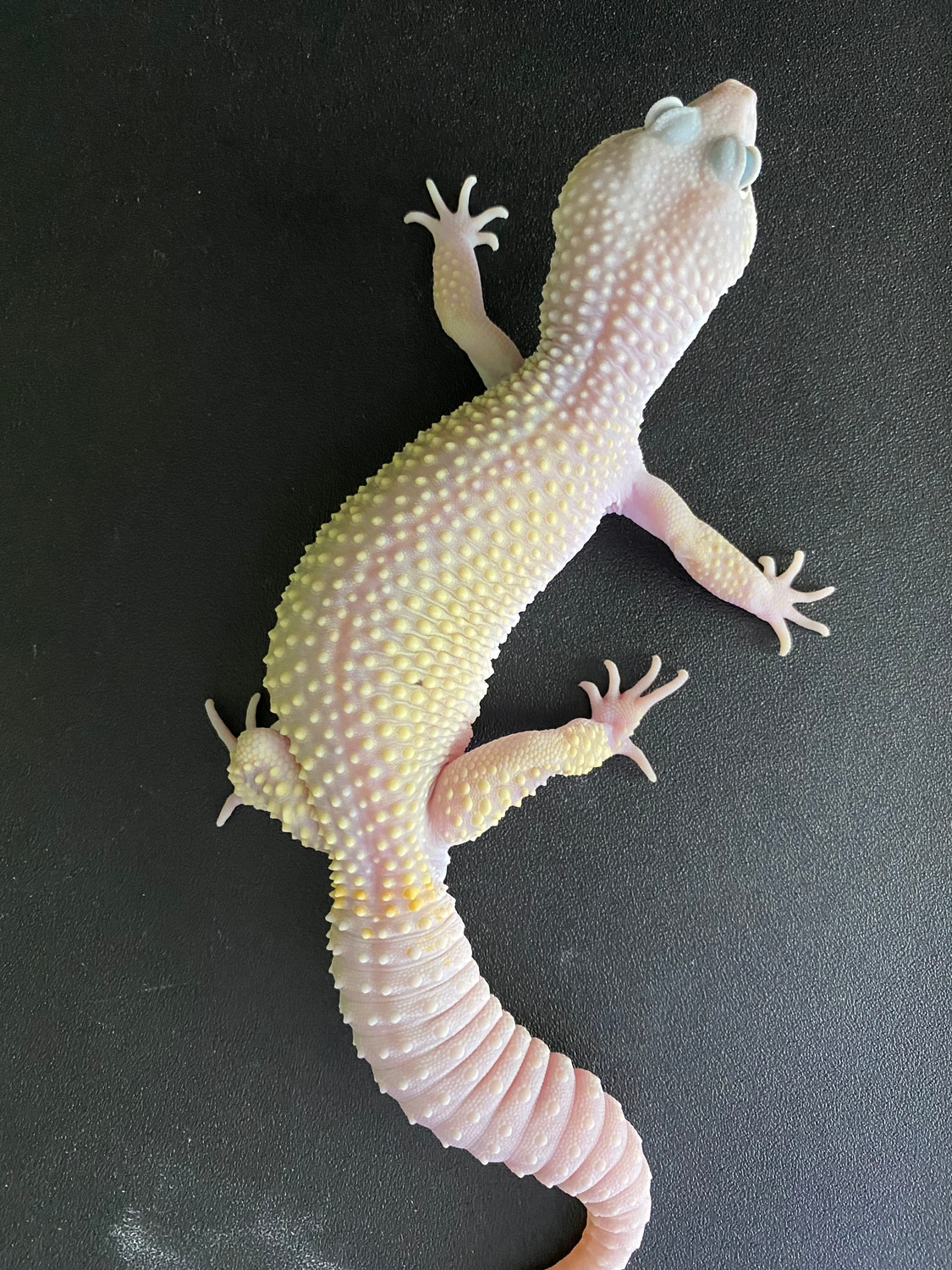 Blizzard Het Tremper Albino Het Murphy Patternless Leopard Gecko by Jr ...