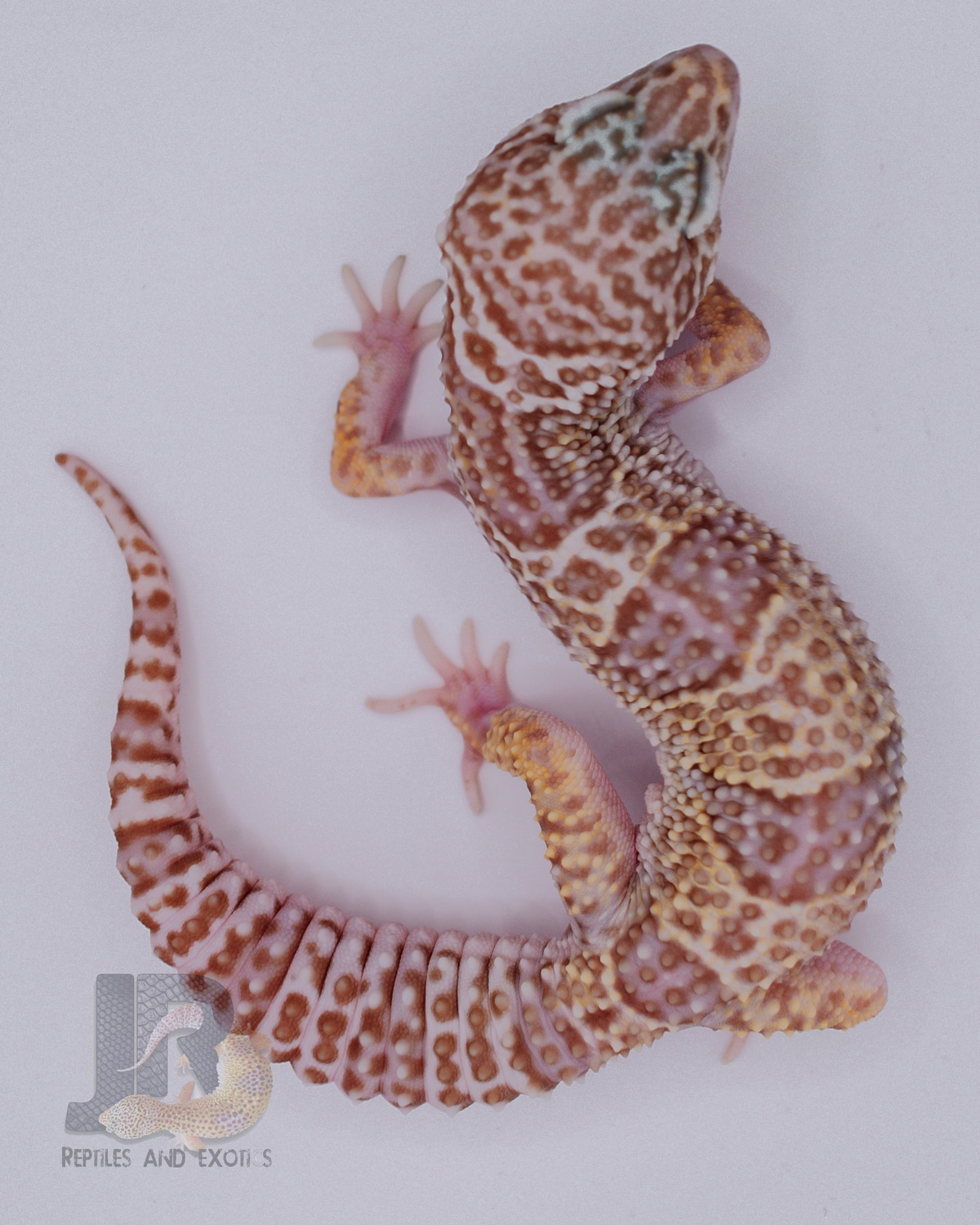 Snow Tremper Albino Het Murphy Patternless 50% Het Blizzard Leopard ...