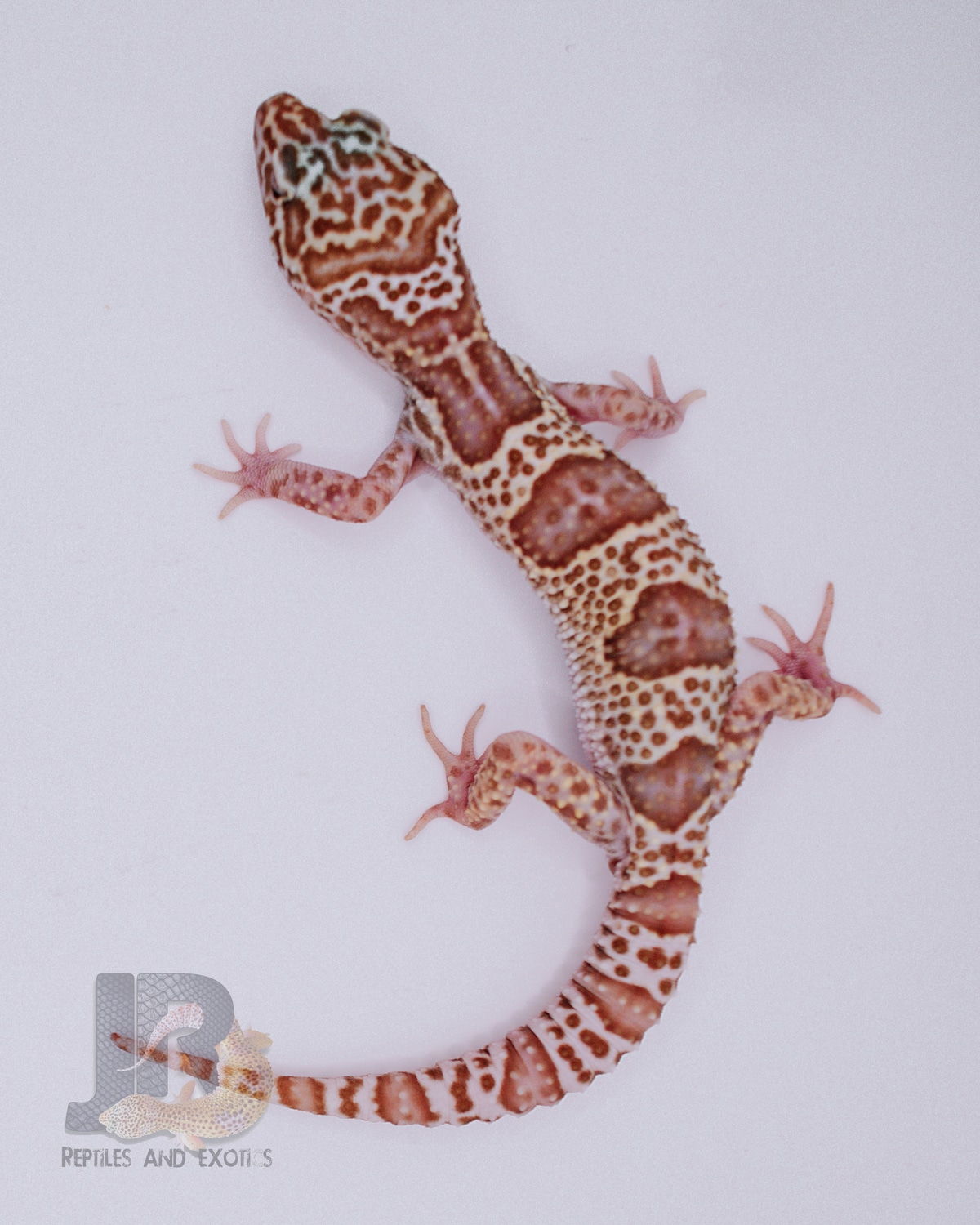 Snow Tremper Albino Het Murphy Patternless 50% Het Blizzard Leopard ...