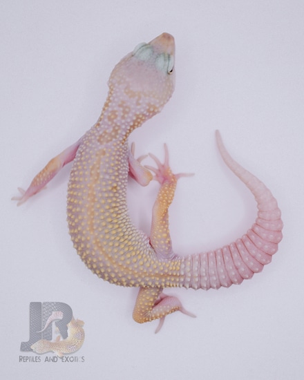 Snow Murphy Patternless 50% Het Blizzard 66% Het Tremper Albino Leopard ...