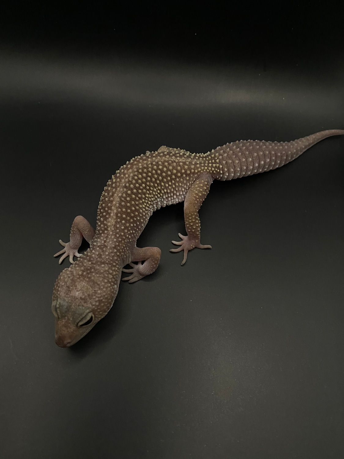 Snow Murphy Patternless 50% Het Blizzard 66% Tremper Albino Leopard ...