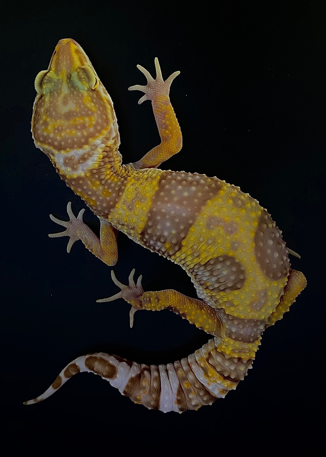 Aptor Snow Pos Emerine Leopard Gecko by Jr Reptiles And Exotics ...