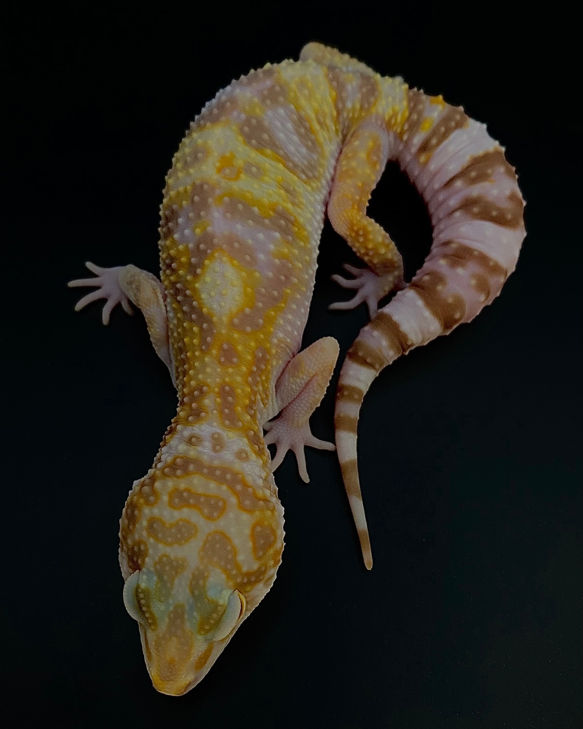 Aptor Snow Pos Emerine Leopard Gecko by Jr Reptiles And Exotics ...