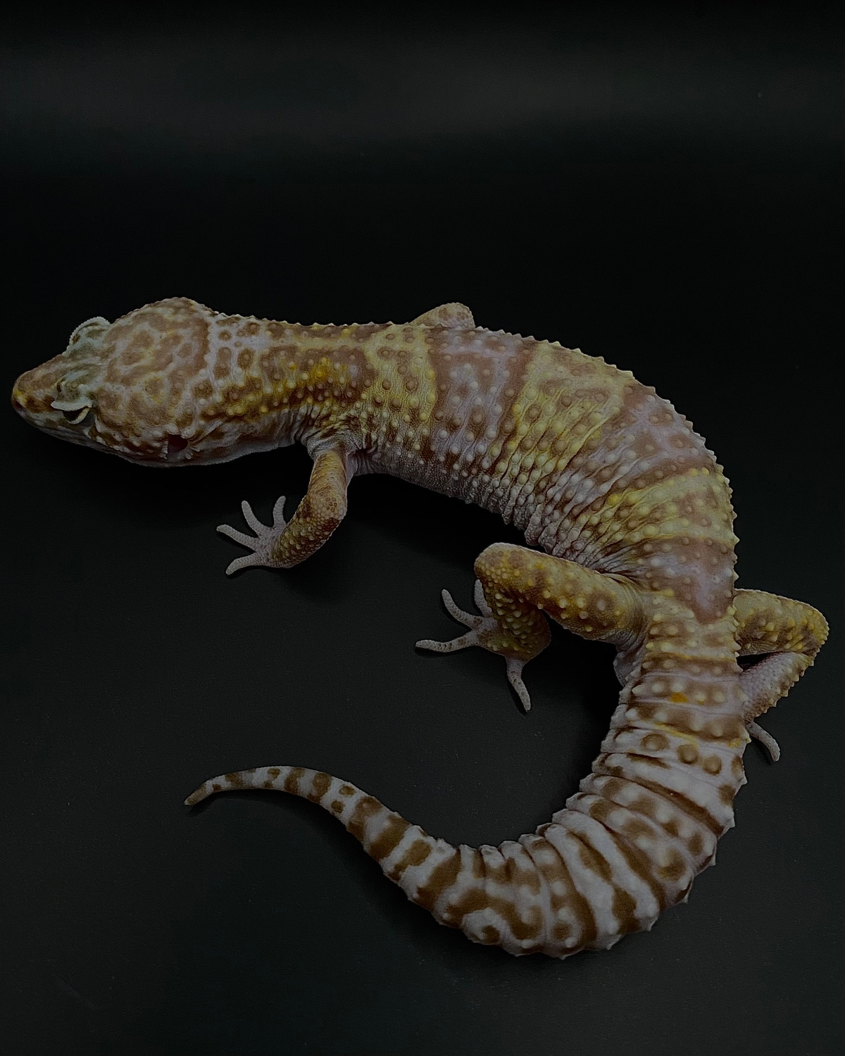Aptor Snow Pos Emerine Leopard Gecko by Jr Reptiles And Exotics ...