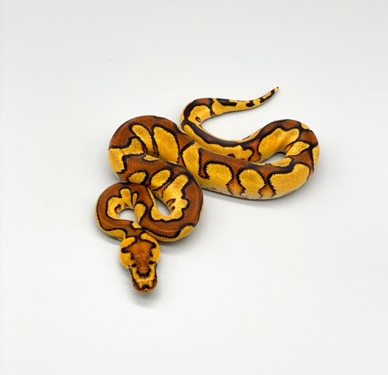 Enchi RS YB Clown, 50% Het Hypo Ball Python by Genetic Genesis