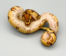 Enchi RS YB Clown Ball Python by Genetic Genesis - MorphMarket