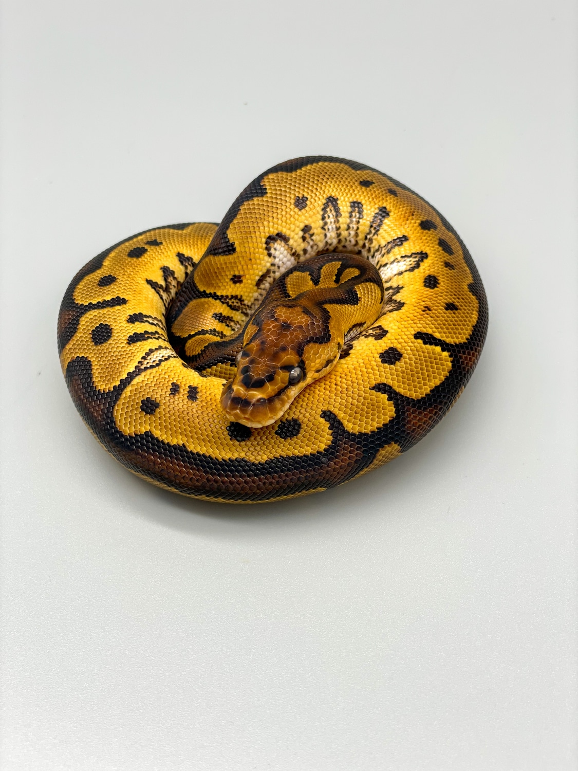 YB Clown Ball Python by Genetic Genesis - MorphMarket