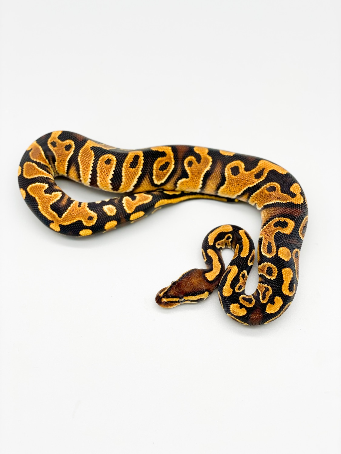 Red Stripe Yellow Belly Het Clown Ball Python by Genetic Genesis - MorphMarket