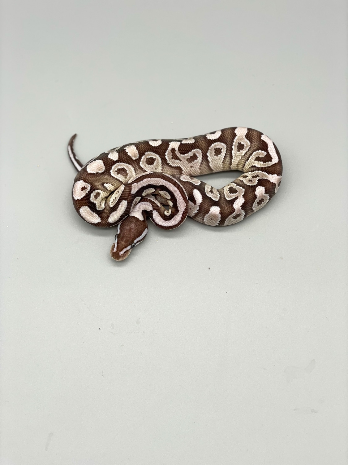 Sulfur Mojave VPI Axanthic Ball Python by Genetic Genesis - MorphMarket