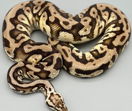 Spotnose Sunset Ball Python by Genetic Genesis - MorphMarket
