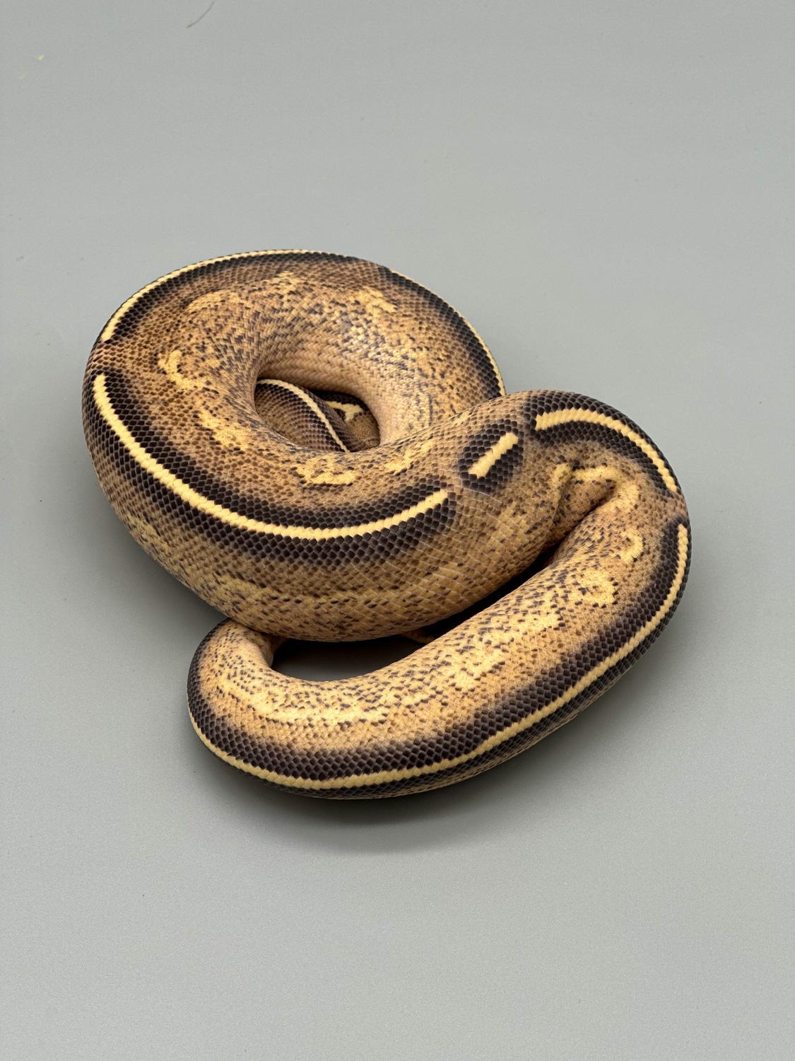 Freeway Ball Python by Genetic Genesis - MorphMarket
