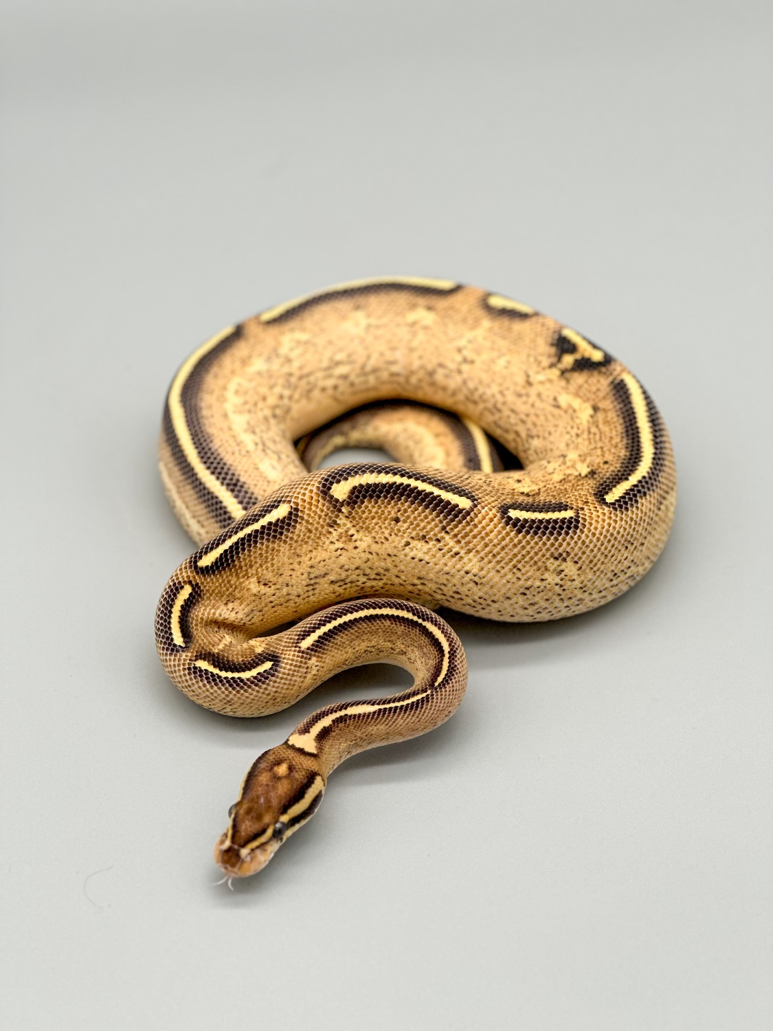 Freeway Ball Python by Genetic Genesis - MorphMarket