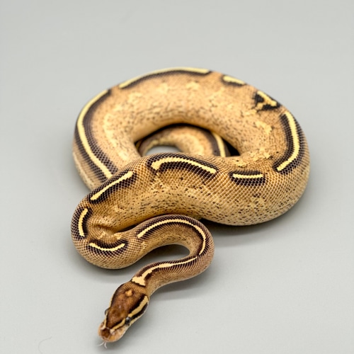 Genetic Genesis - MorphMarket